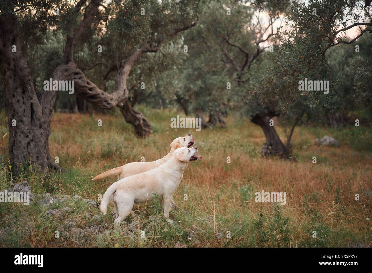 Two Labrador Retrievers dog enjoy a rugged mountain trail, companions ...