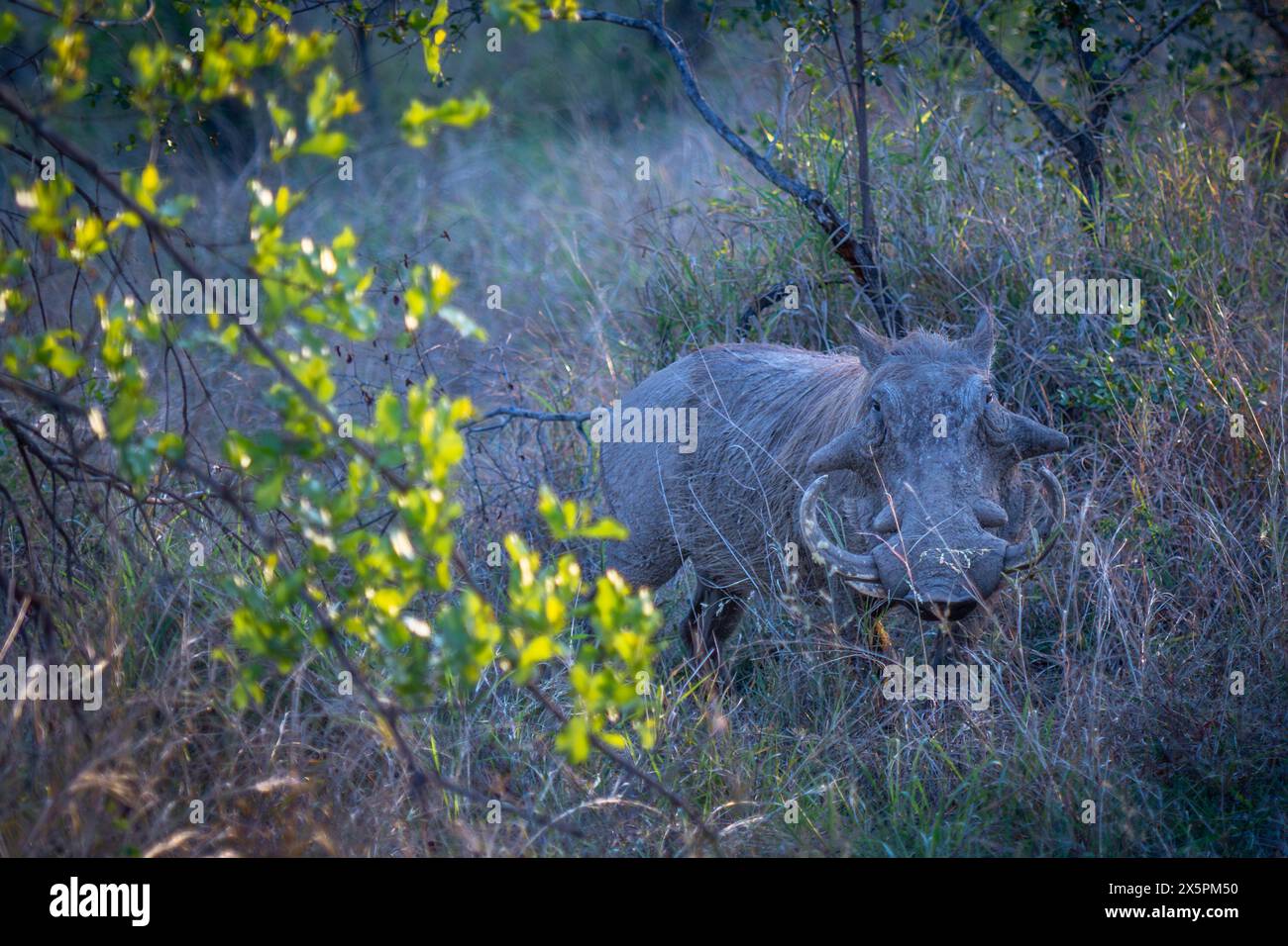 wart hog with large tusks emerging from dense foliage Stock Photo - Alamy