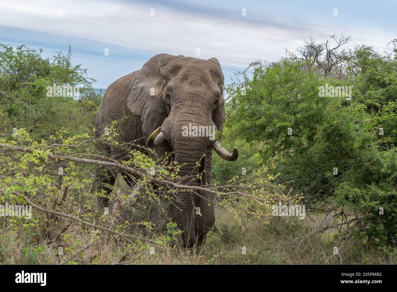 African elephant big five bull front view hi-res stock photography and ...