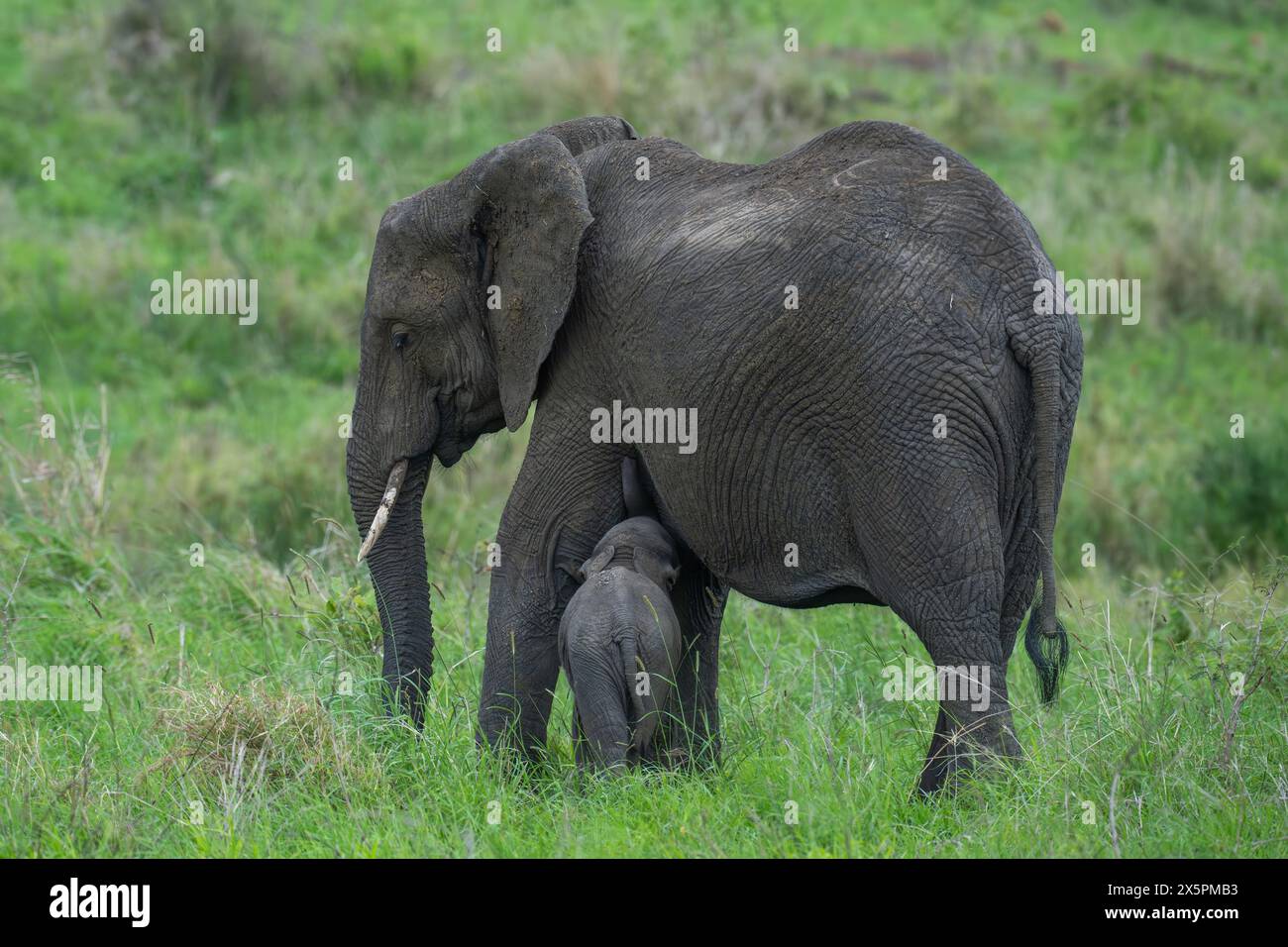 Female elephant nursing a calf Stock Photo - Alamy
