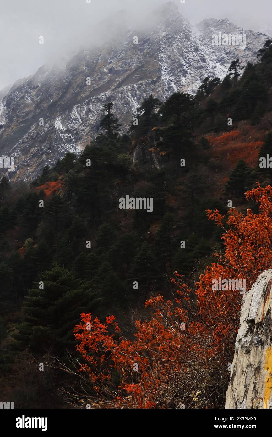 cloudy foggy alpine forest and panorama of snowcapped himalaya ...