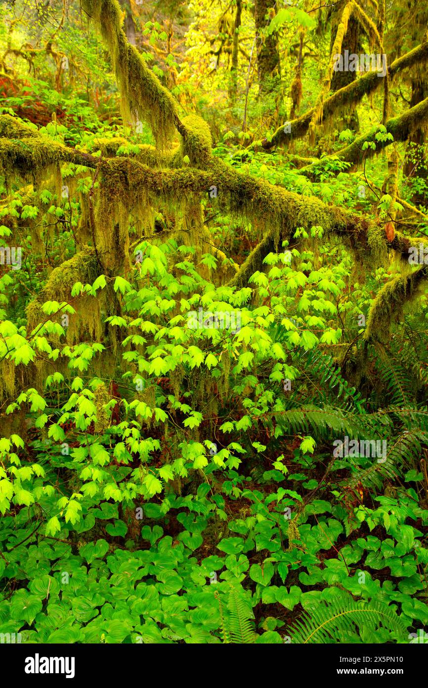 Vine maple (Acer circinatum) along Sweet Creek Trail, Siuslaw National ...