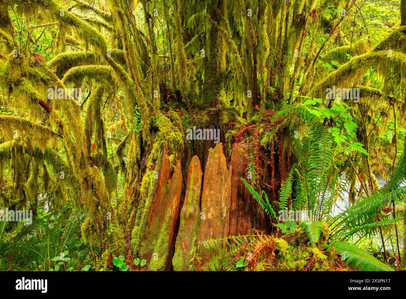 Western red cedar stump along Sweet Creek Trail, Siuslaw National ...