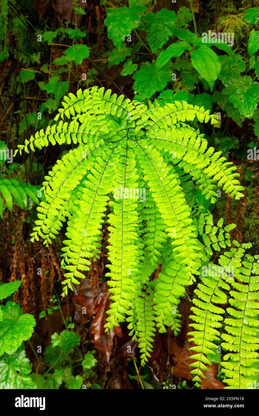 Five-finger fern (Adiantum aleuticum) along Sweet Creek Trail, Siuslaw ...