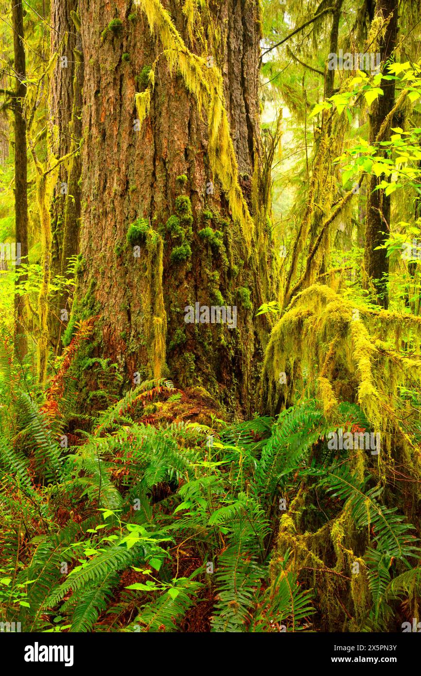 Ancient forest along North Fork Smith Trail, Kentucky Falls Special ...