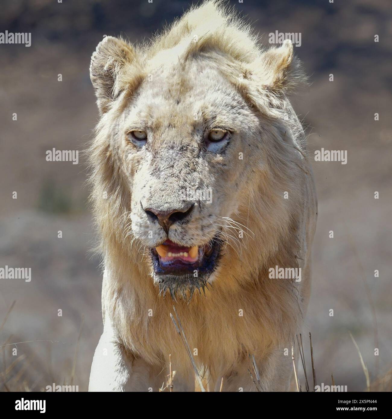 White lion head and shoulders facing camera Stock Photo - Alamy