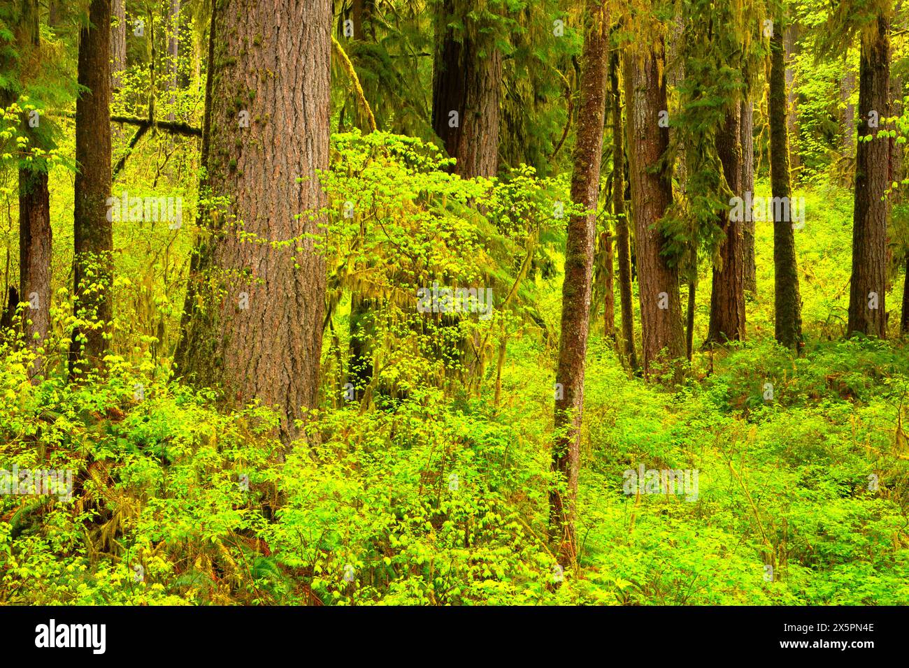 Ancient forest along North Fork Smith Trail, Kentucky Falls Special ...