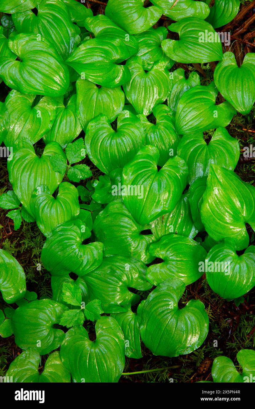 Wild lily of the Valley (Maianthemum canadensis) along North Fork Smith ...