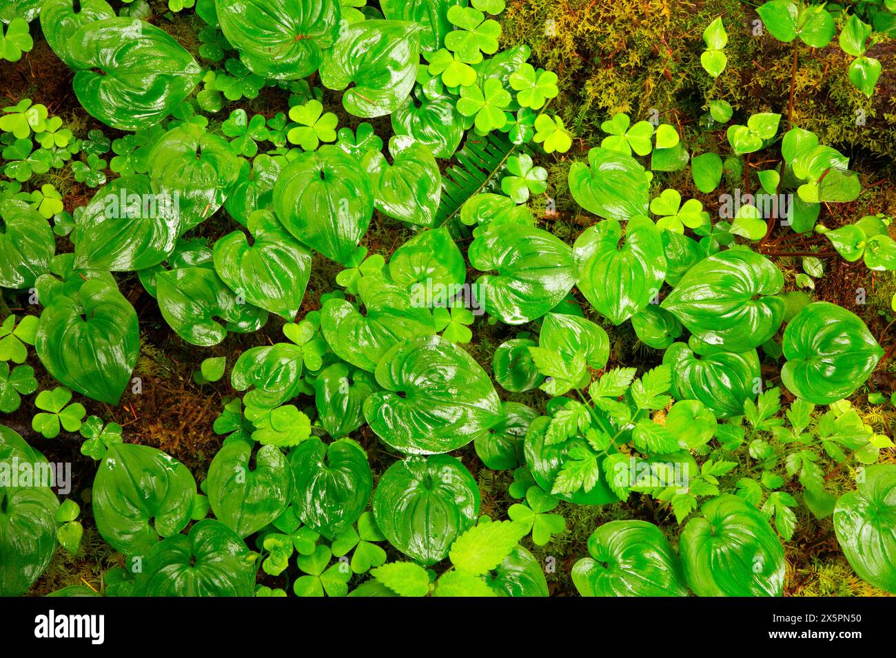 Wild lily of the Valley (Maianthemum canadensis) with Oxalis along ...