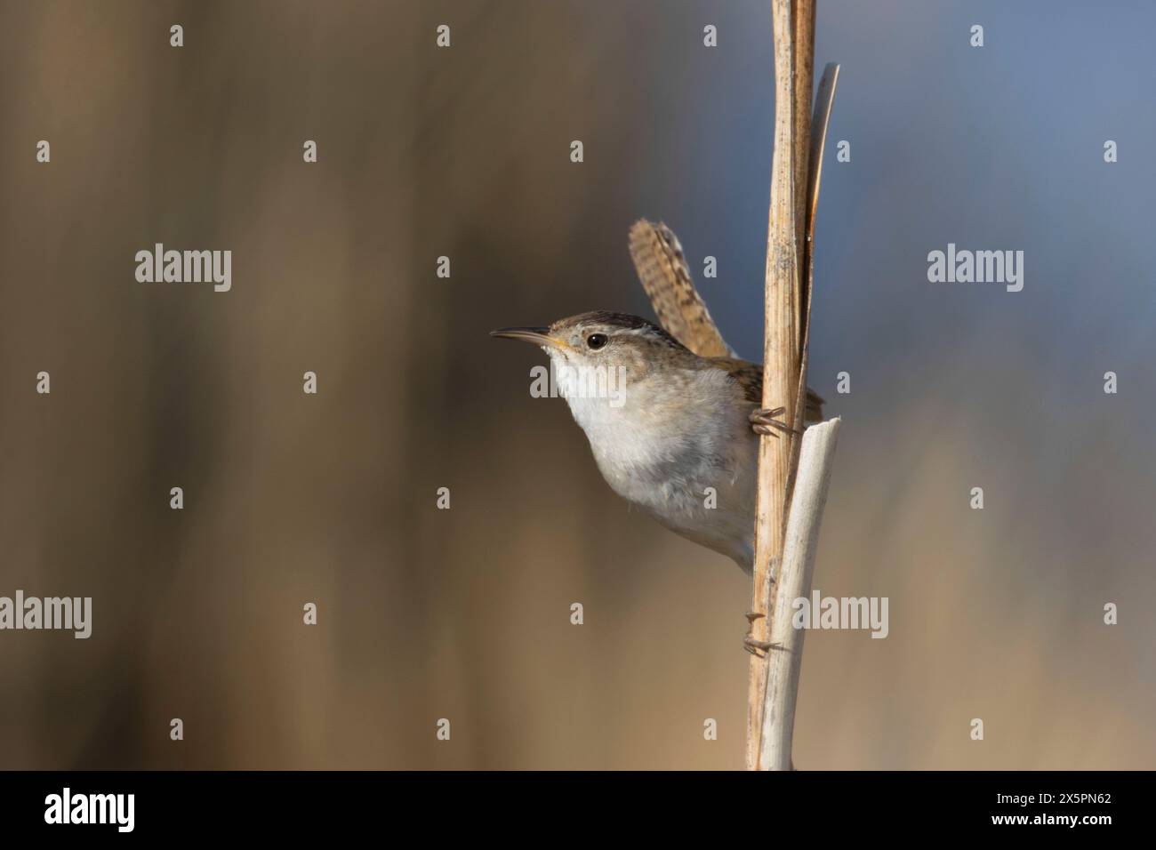 Marsh wren (Cistothorus palustris), Summer Lake Wildlife Area, Oregon ...