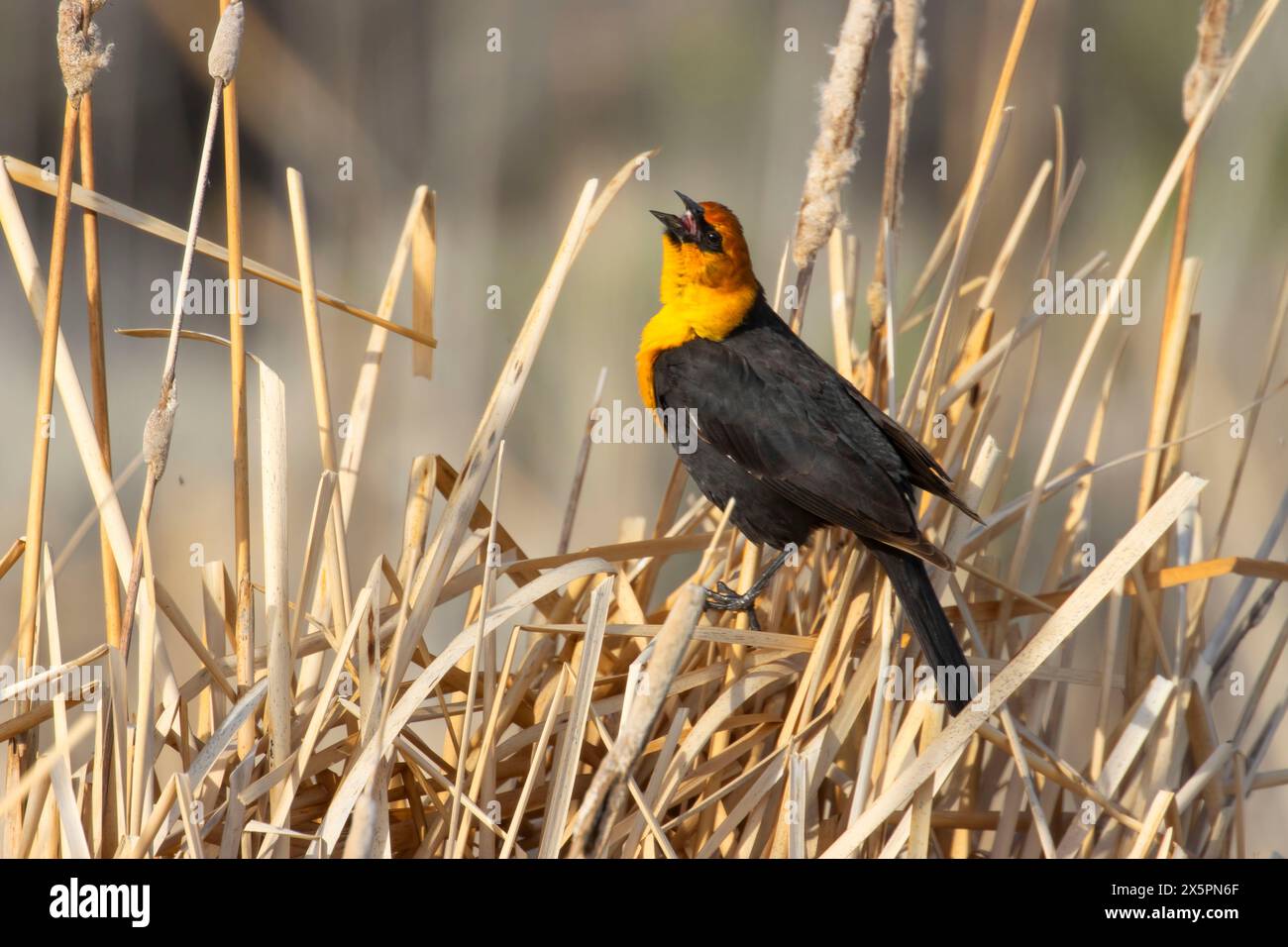 Yellow-headed blackbird (Xanthocephalus xanthocephalus), Summer Lake ...
