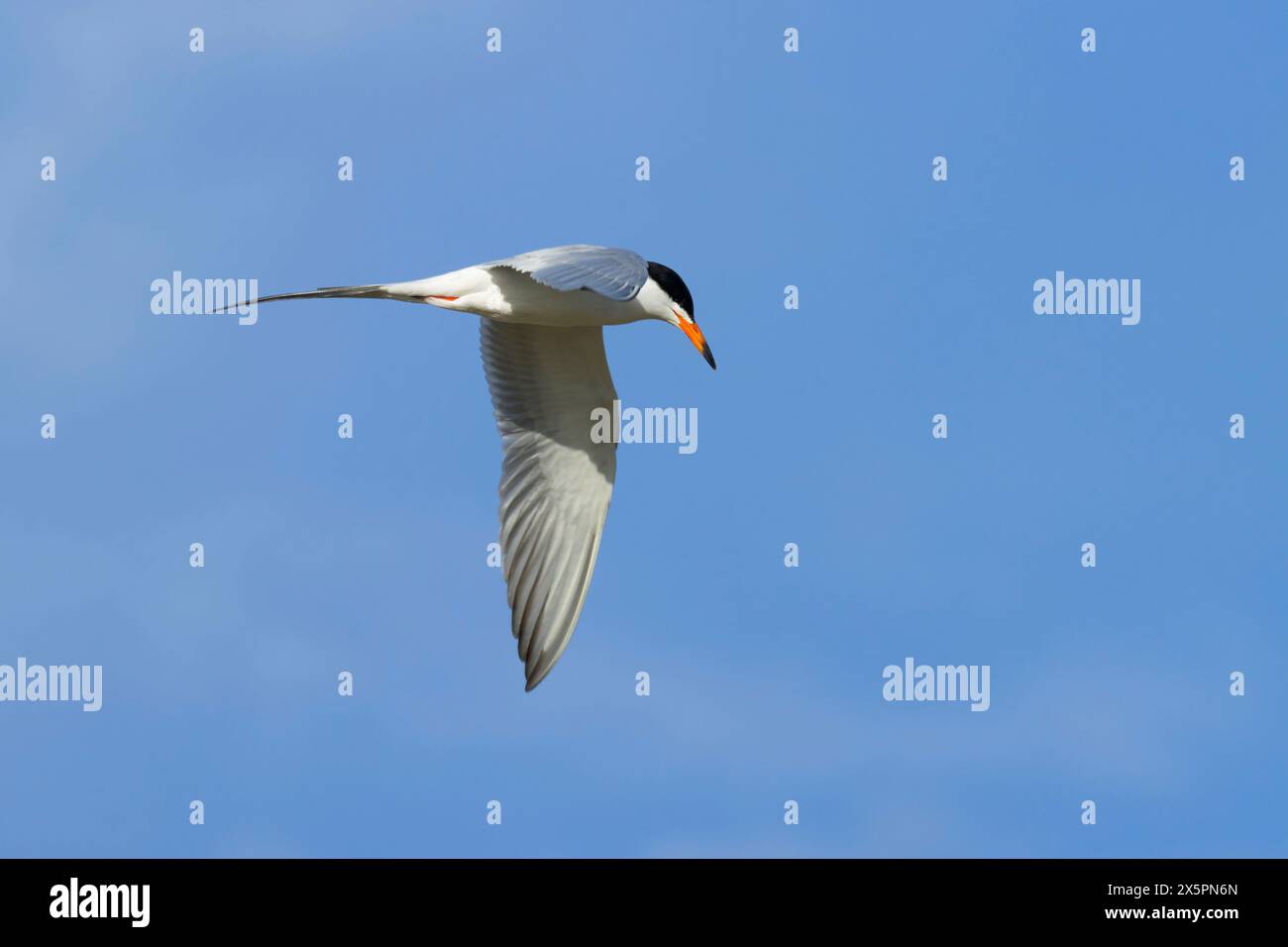 Forster's Tern (Sterna forsteri), Summer Lake Wildlife Area, Oregon ...