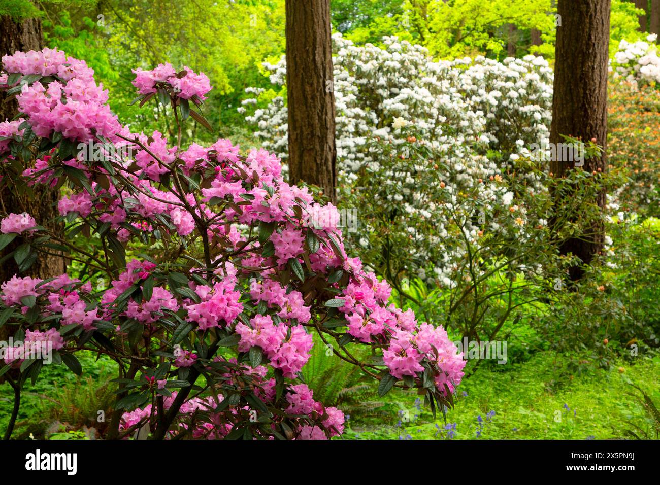 Rhododendron in bloom, Cecil and Molly Smith Garden, St Paul, Oregon ...