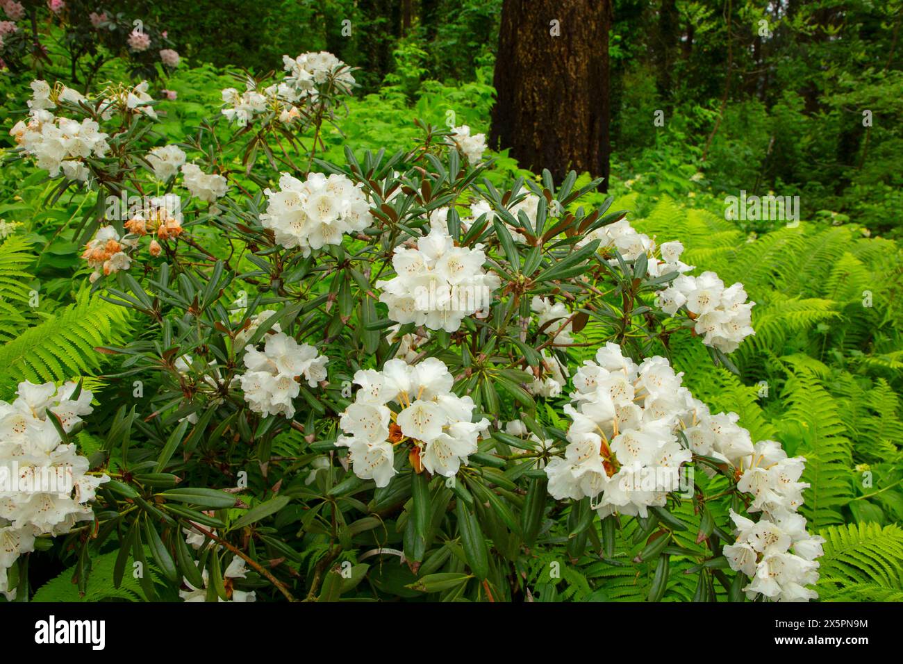 Rhododendron in bloom, Cecil and Molly Smith Garden, St Paul, Oregon ...