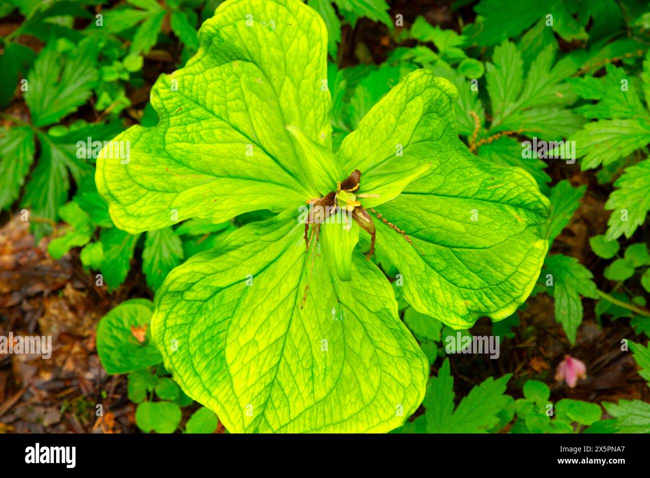 Western trillium (Trillium ovatum), Cecil and Molly Smith Garden, St ...