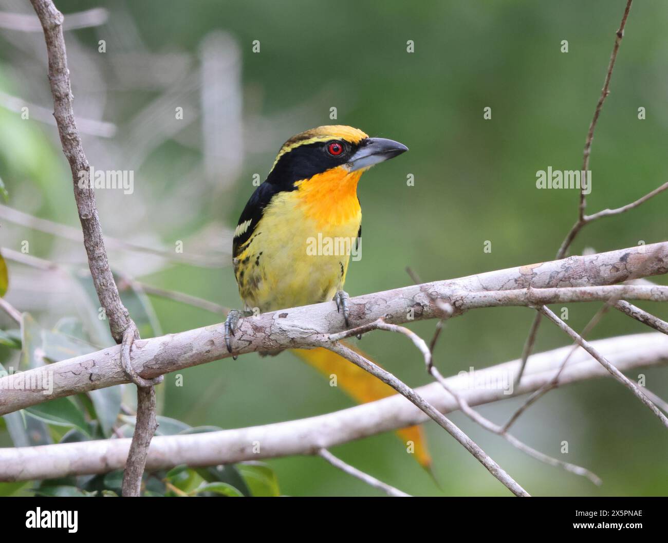 The gilded barbet (Capito auratus) is a species of bird in the family ...