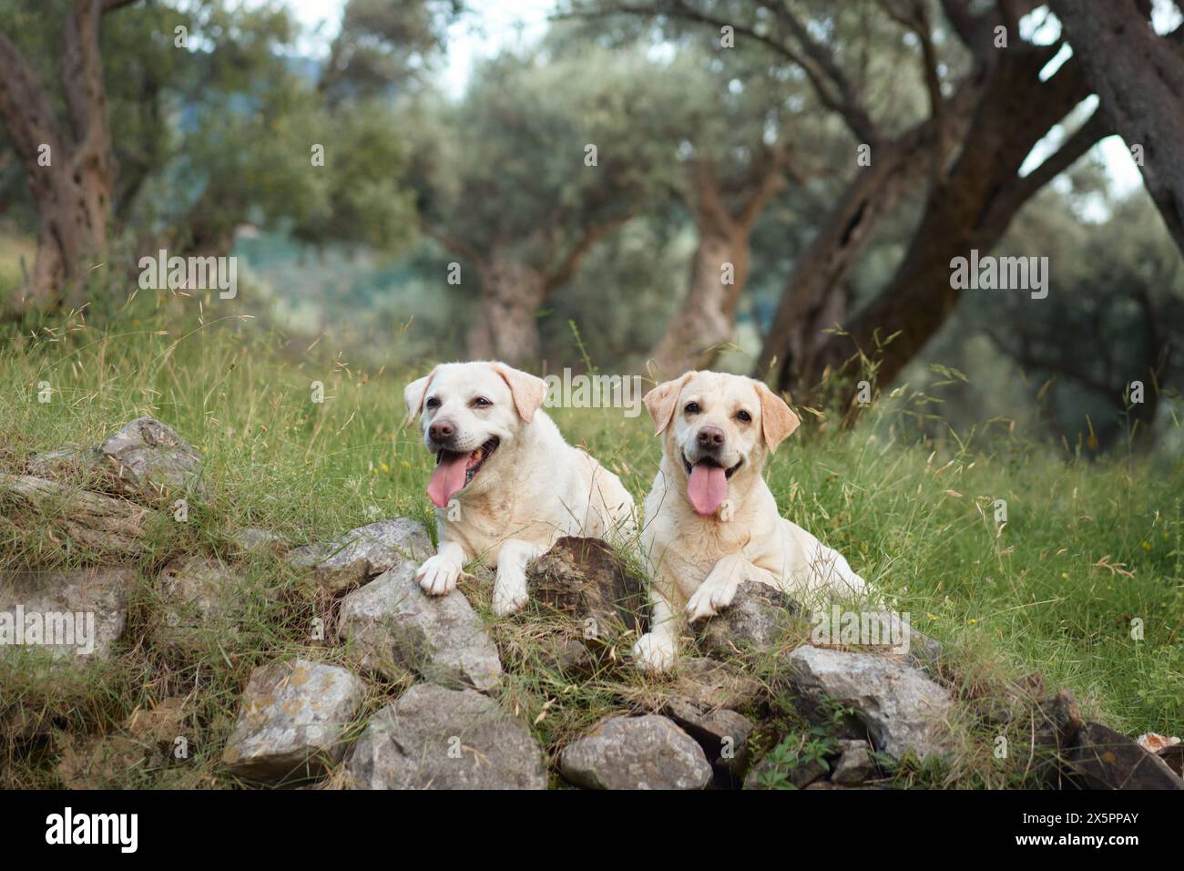 Two Labrador Retrievers dog enjoy a rugged mountain trail, companions ...