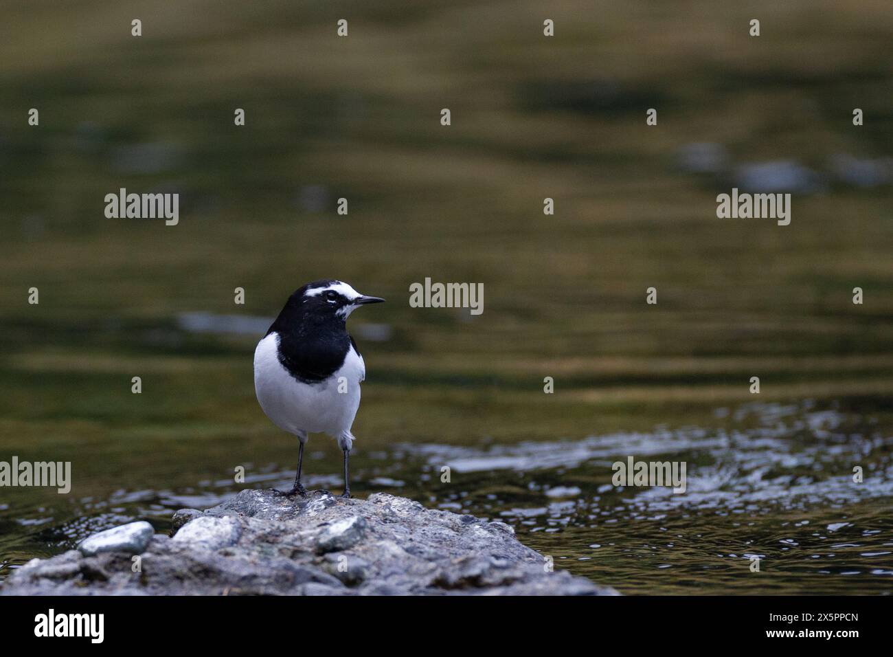 Japanese wagtail on rocks hi-res stock photography and images - Alamy