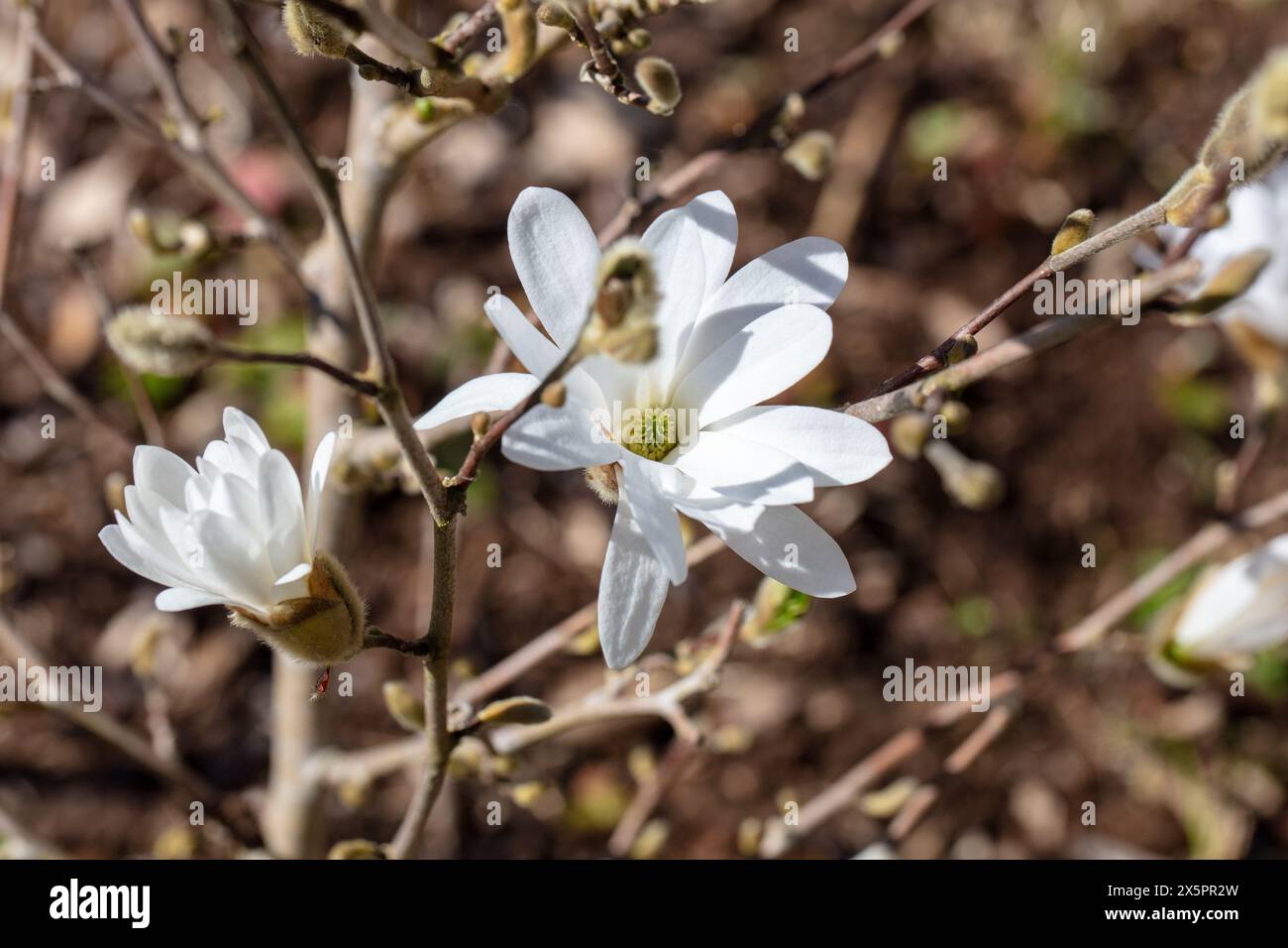 Star Magnolia, Stjärnmagnolia (Magnolia stellata Stock Photo - Alamy