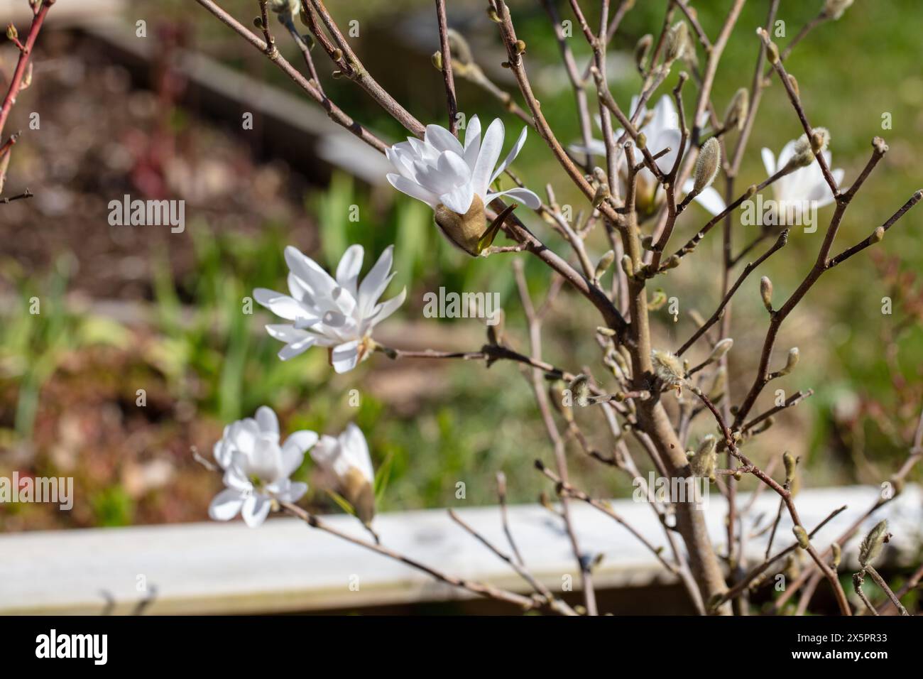 Star Magnolia, Stjärnmagnolia (Magnolia stellata Stock Photo - Alamy
