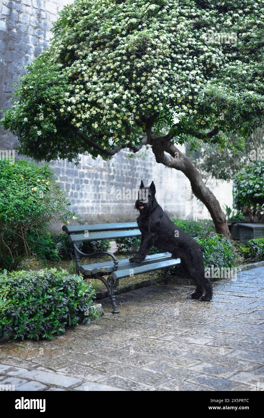 An animated black Schnauzer dog stands with front paws on a bench ...