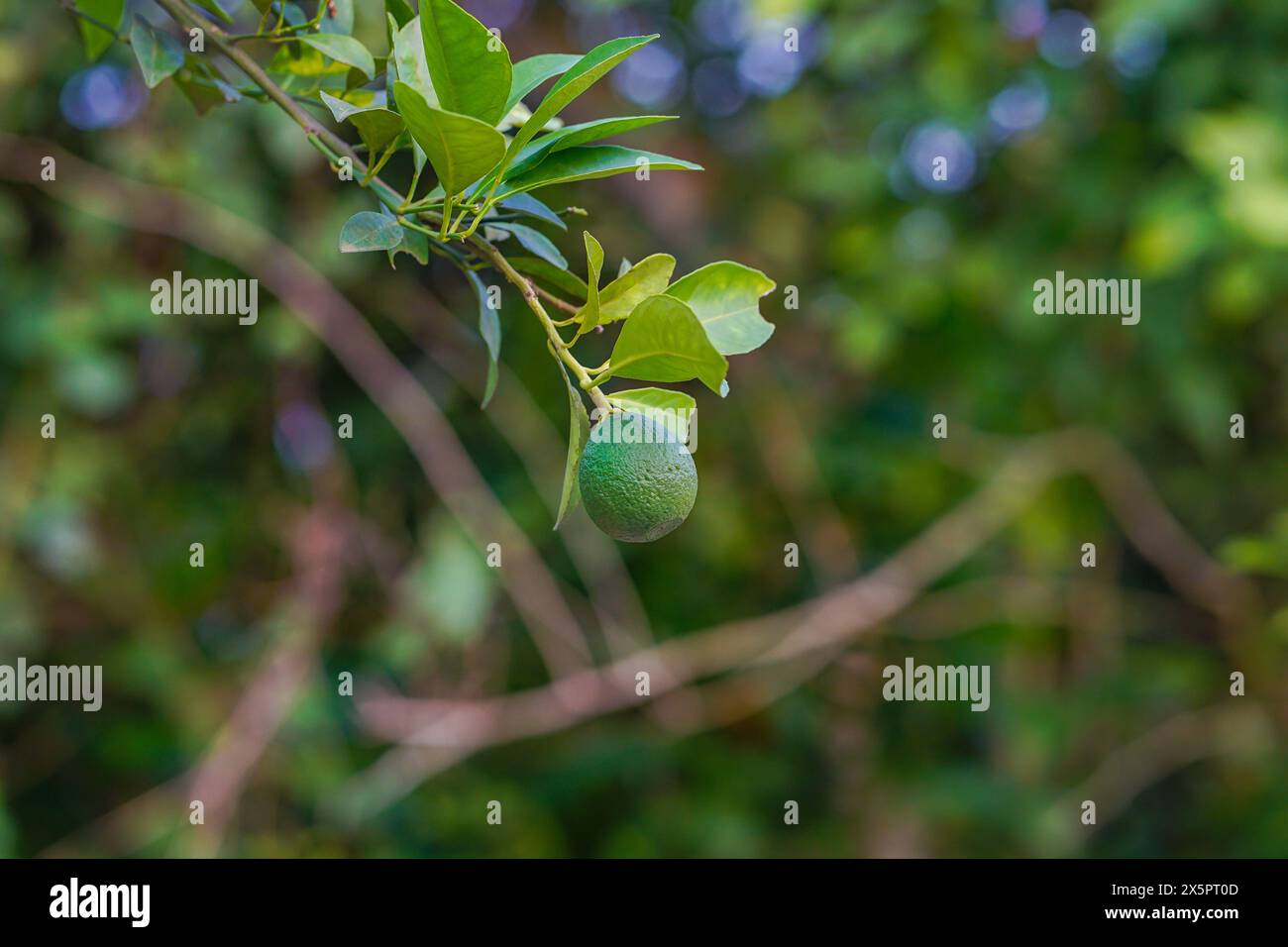 Unripe green orange fruit growing up on it's tree Stock Photo - Alamy