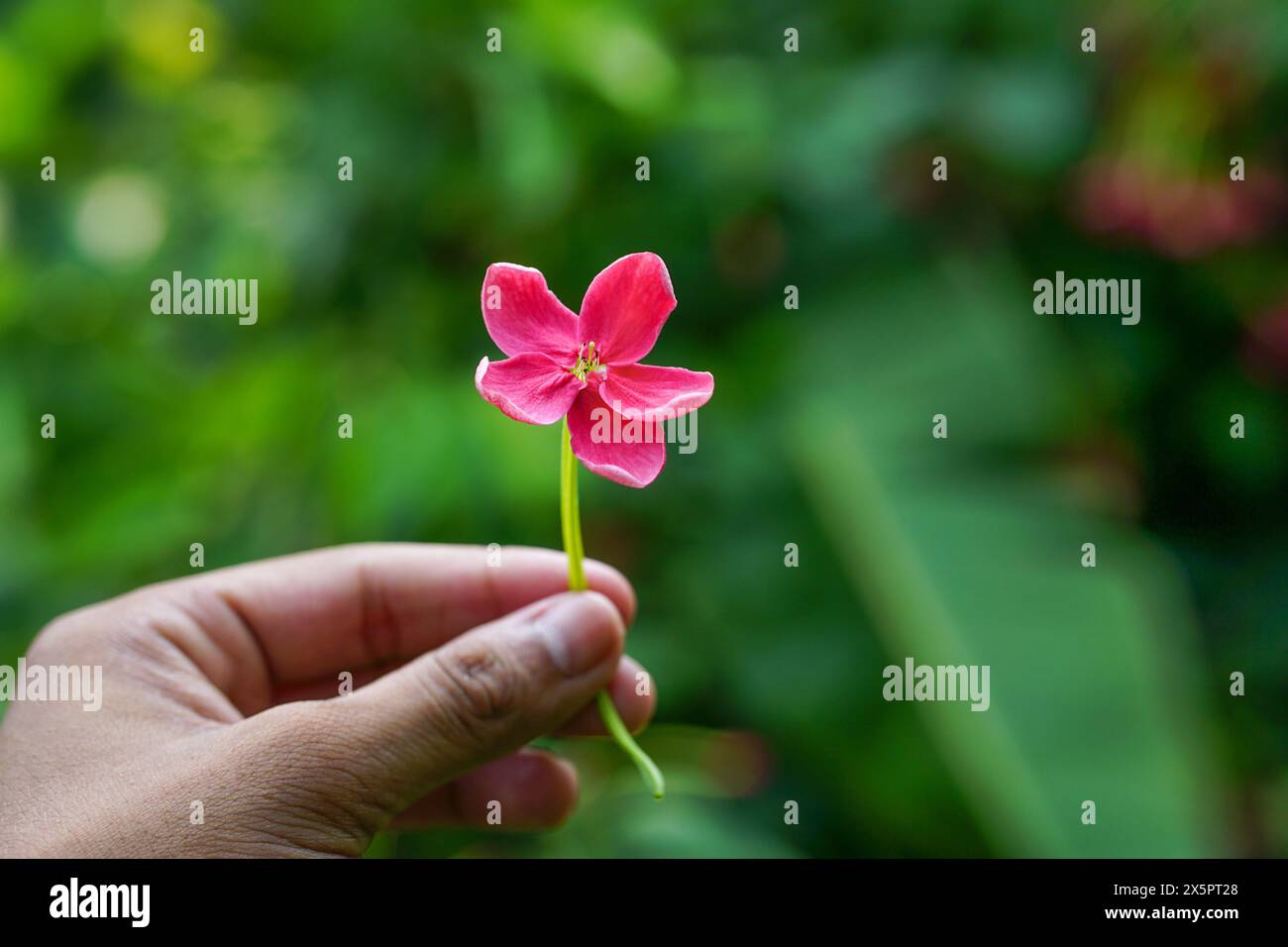 Male hand gives a rangoon creeper flower with love, romance and ...