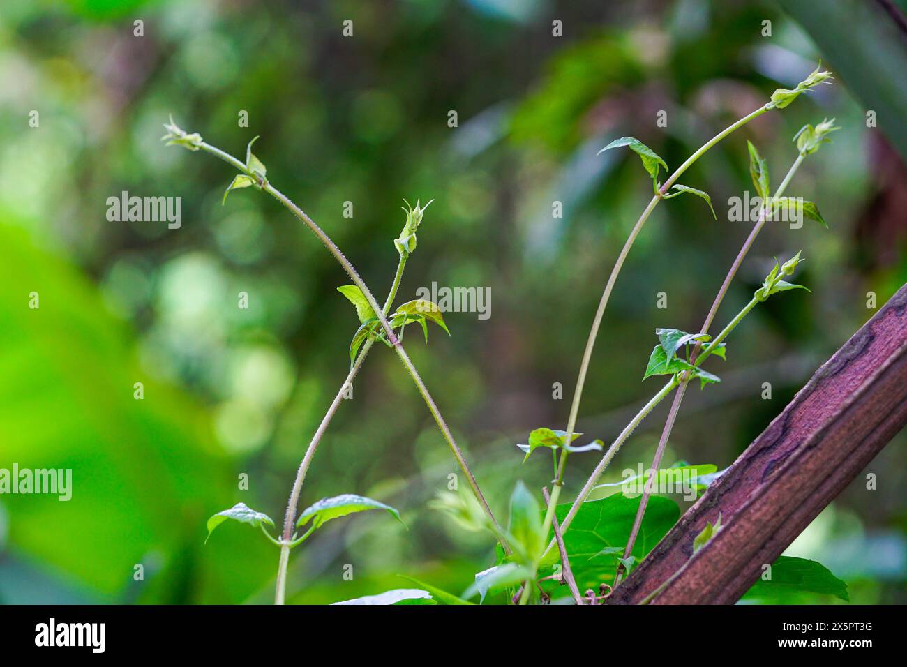 Mikania micrantha plants on a beautiful shallow depth of field ...