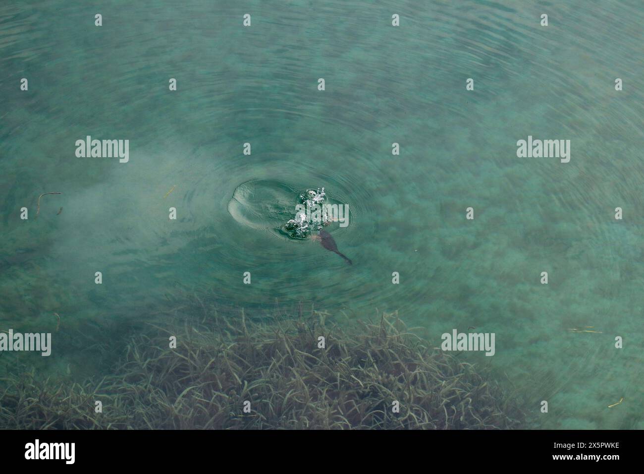 Cormorant diving hi-res stock photography and images - Alamy