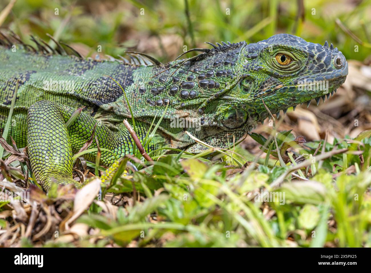 Green iguana near a canal in Palm Beach County, Florida. (USA Stock ...