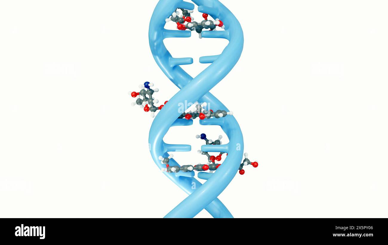 3d rendering of doxorubicin molecules intercalates DNA through the ... 3d rendering of doxorubicin molecules intercalates DNA through the ...