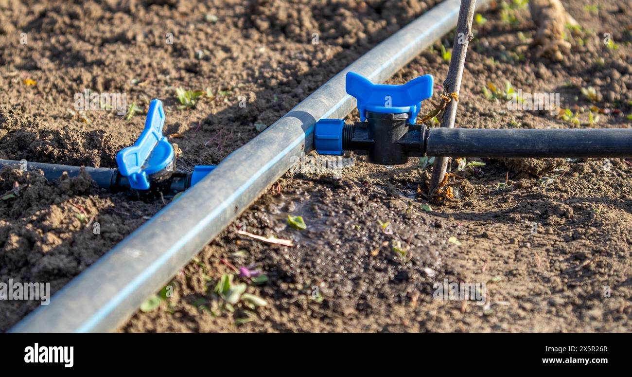 Close-up of a drip irrigation system with blue valves installed in ...