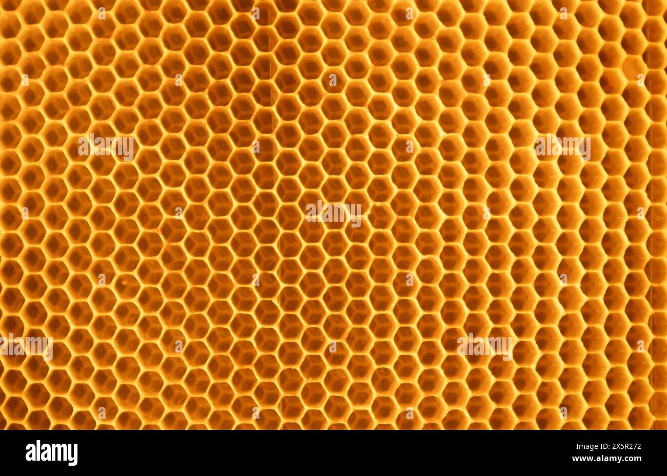 Close-up photo highlighting the detailed pattern and texture of a ...