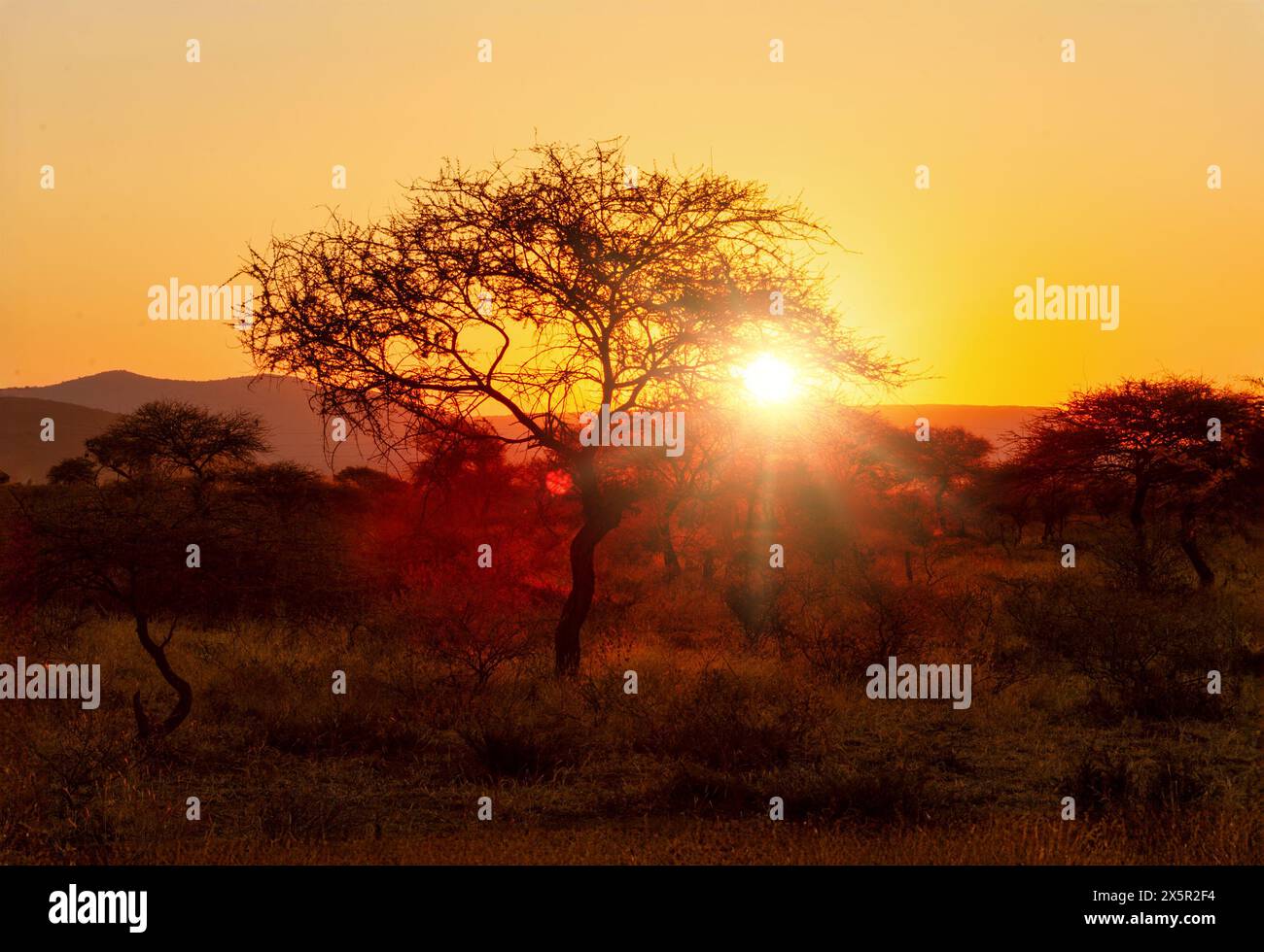 acacia african bush at sunset, typical in Sub Saharan Africa Stock ...