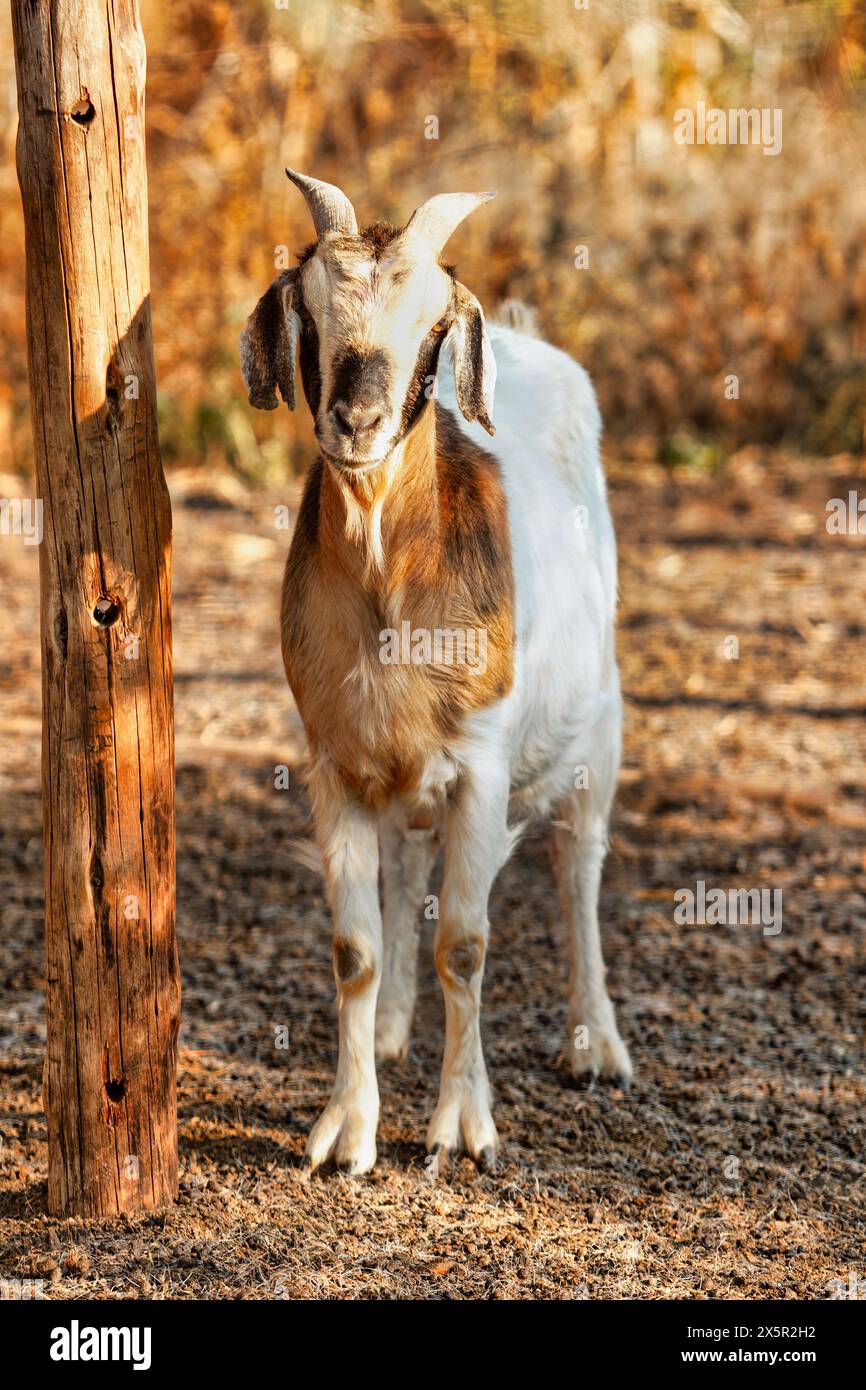 single african boer goat in the kraal at sunset Stock Photo - Alamy