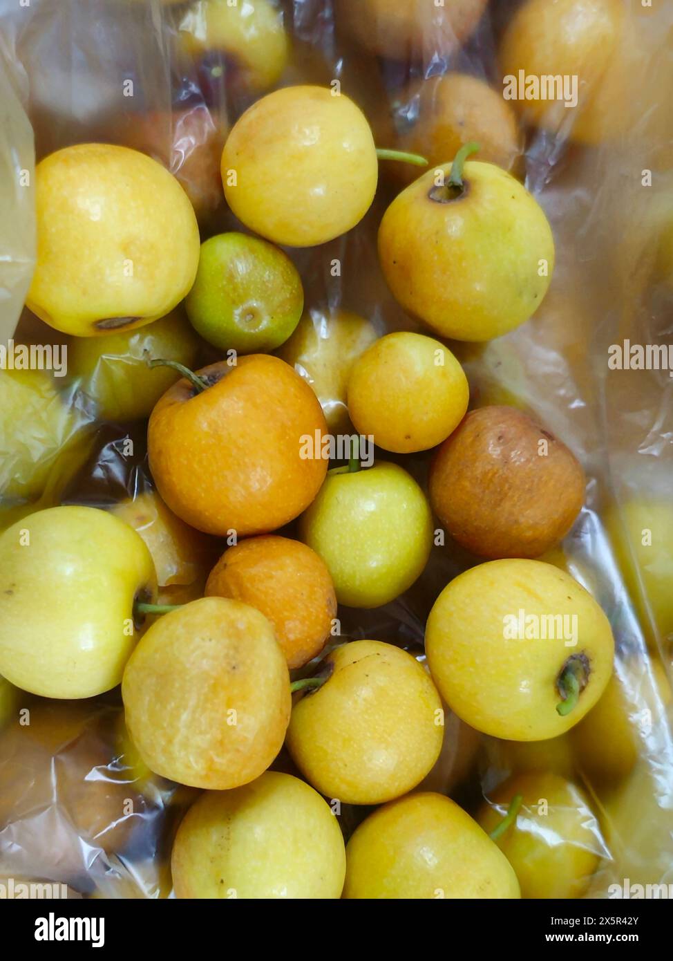 Hippophae, the genus of sea buckthorns, deciduous shrubs in the family ...