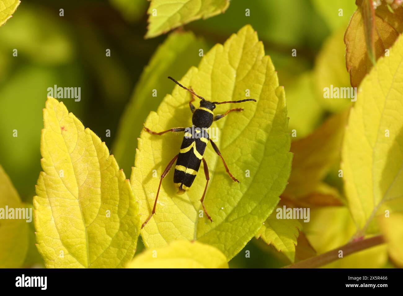 Close up Wasp beetle Clytus arietis of the family longhorn beetles ...