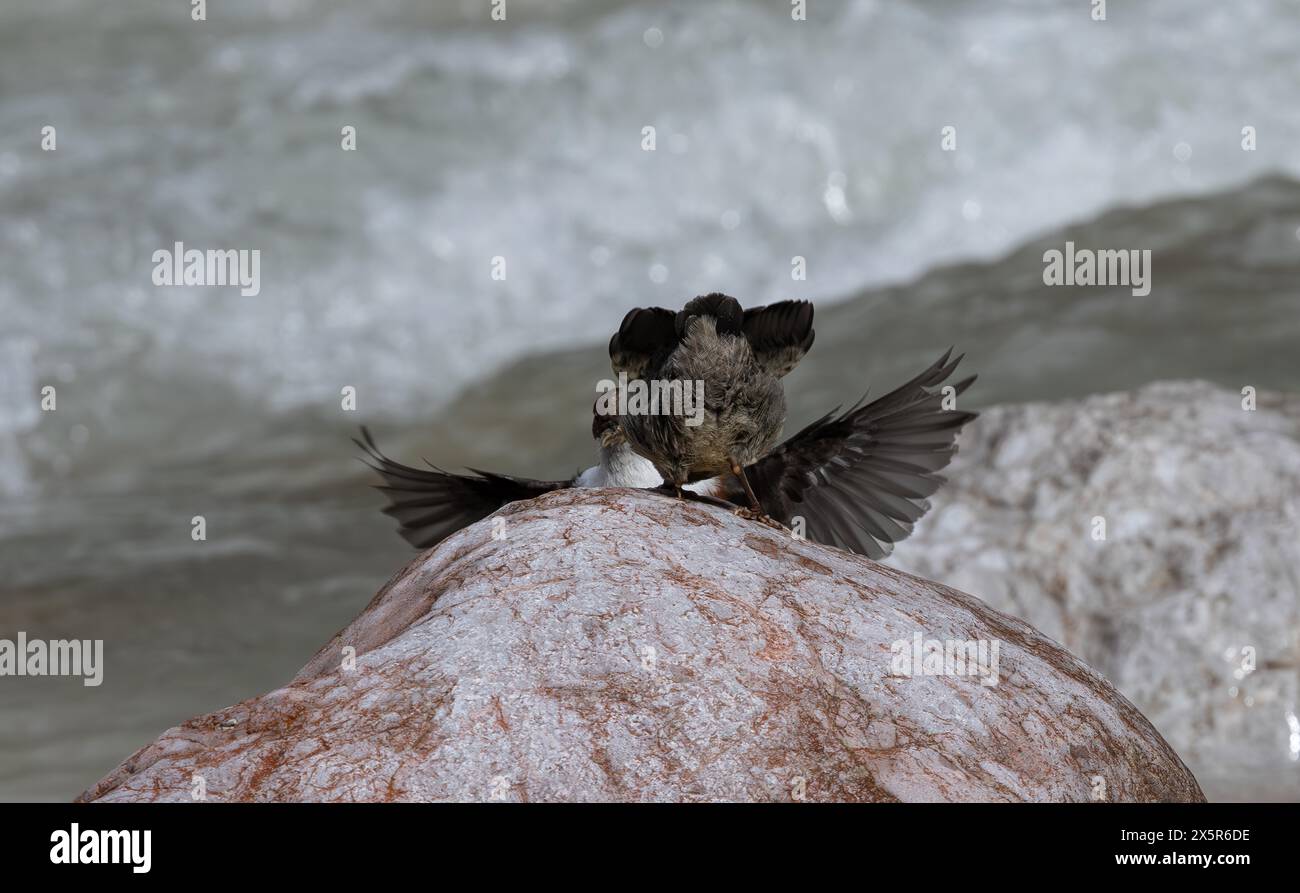 Dipper bird feeding on hi-res stock photography and images - Alamy