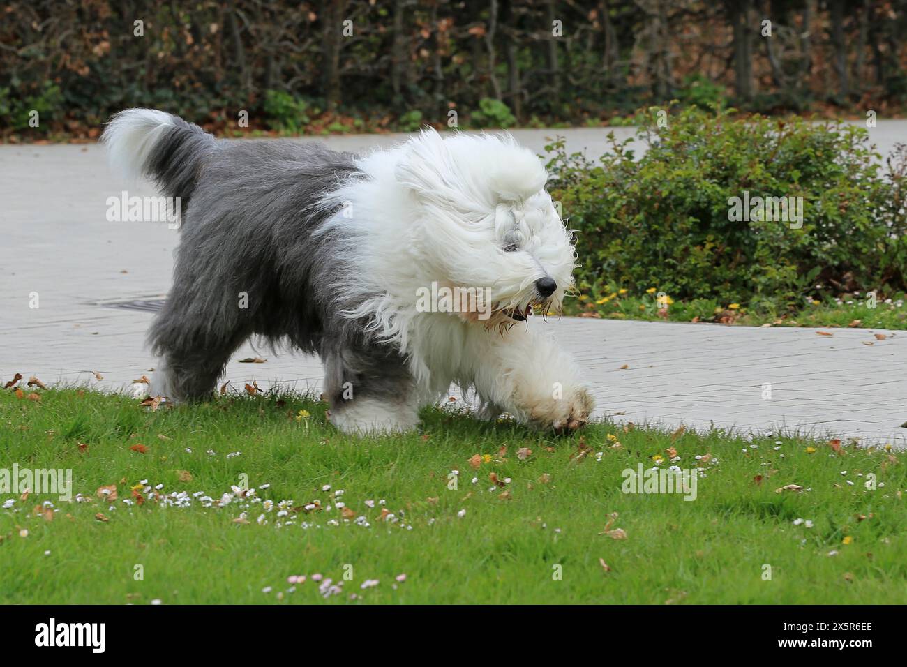 Old english sheepdog bobtail hi-res stock photography and images - Alamy