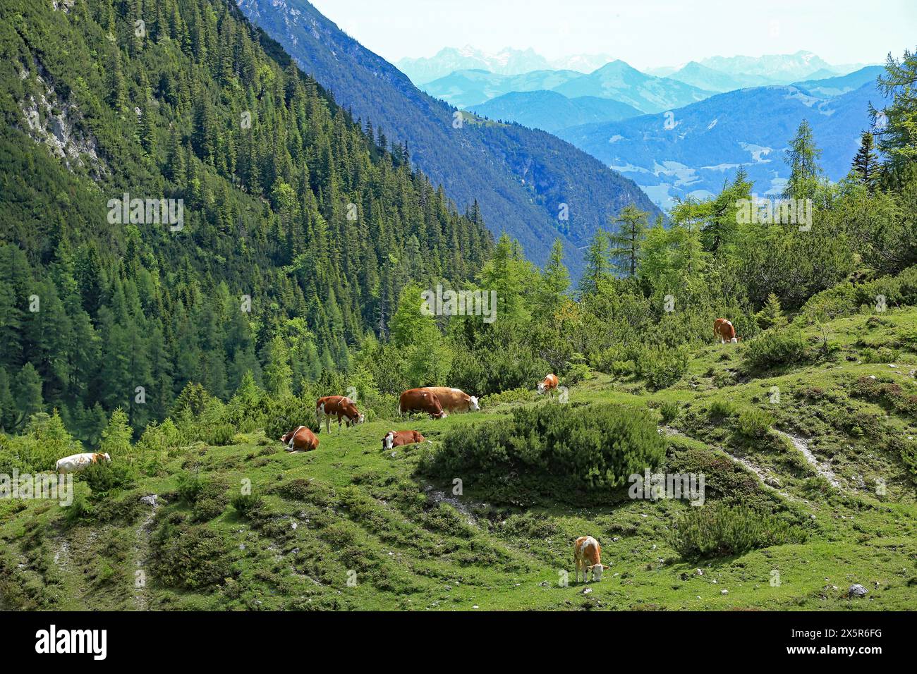 Mountain landscape with cows, Karwendel, Tyrol, Austria Stock Photo - Alamy