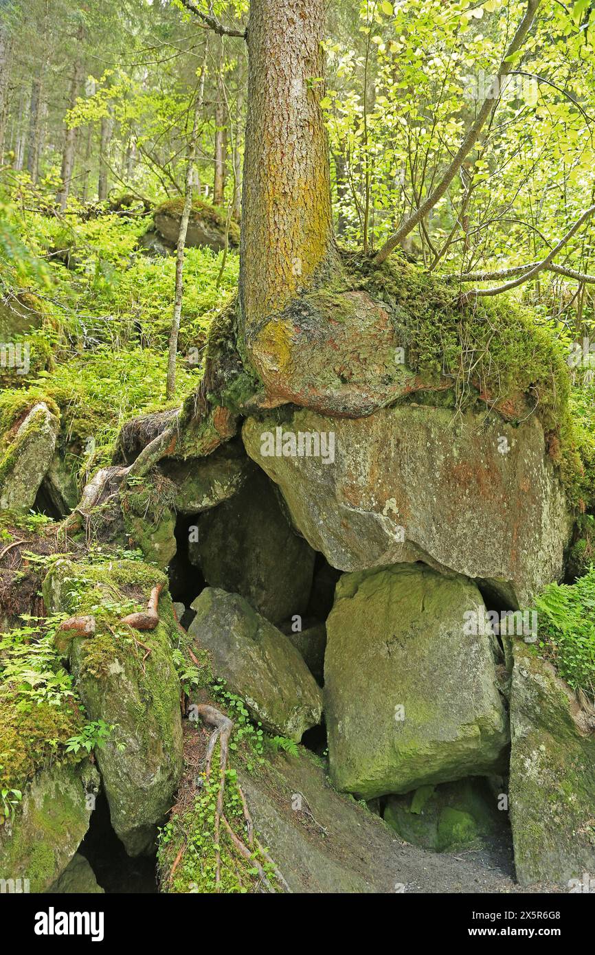 Tree takes root in a stone Stock Photo - Alamy