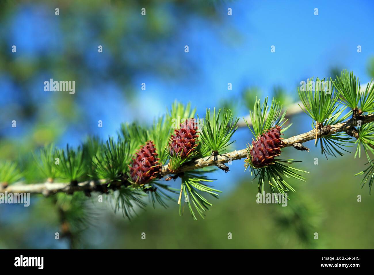 Larch (Larix), branch, detail Stock Photo - Alamy