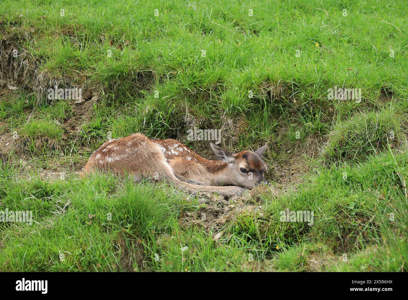 Fawn red hi-res stock photography and images - Alamy