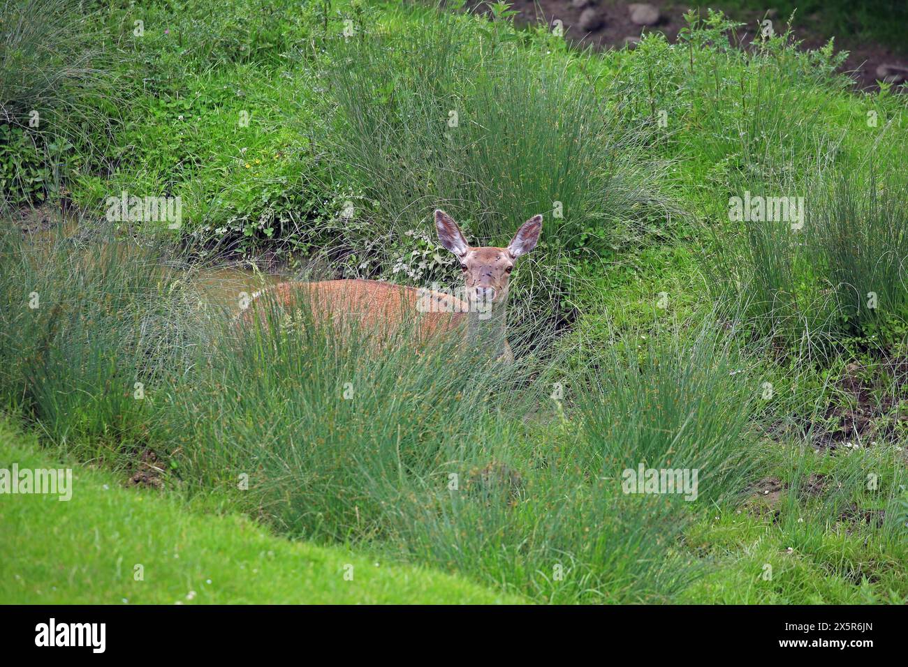 Red deer (Cervus elaphus), mud bath Stock Photo - Alamy