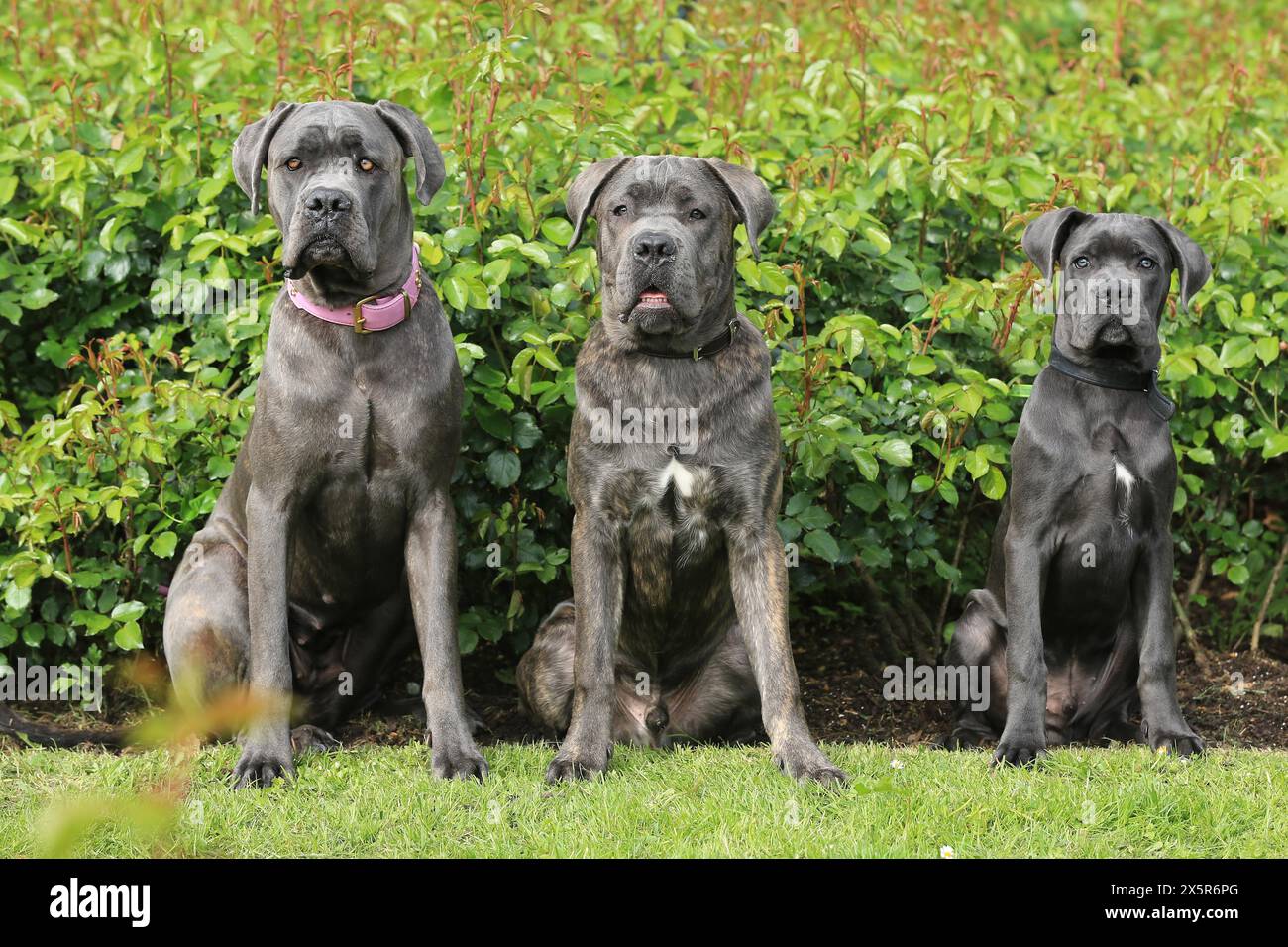 Cane Corso, group picture Stock Photo - Alamy