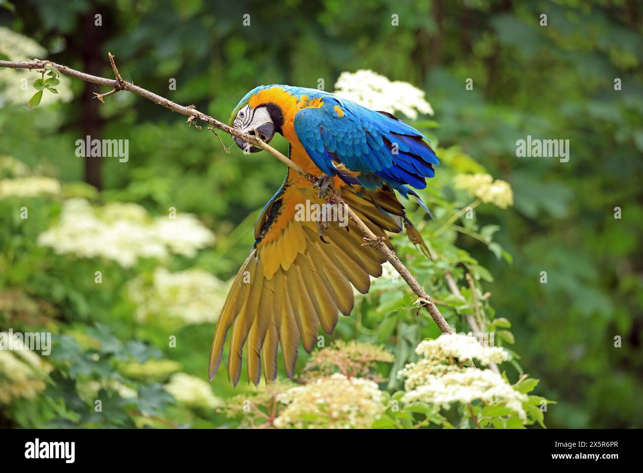 Yellow-breasted Macaw (Ararauna), Captive Stock Photo - Alamy