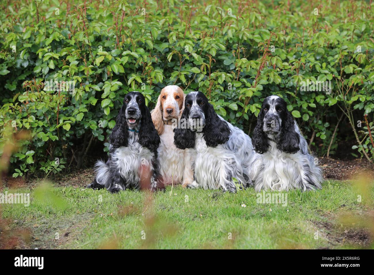 Cocker Spaniel, group picture Stock Photo - Alamy
