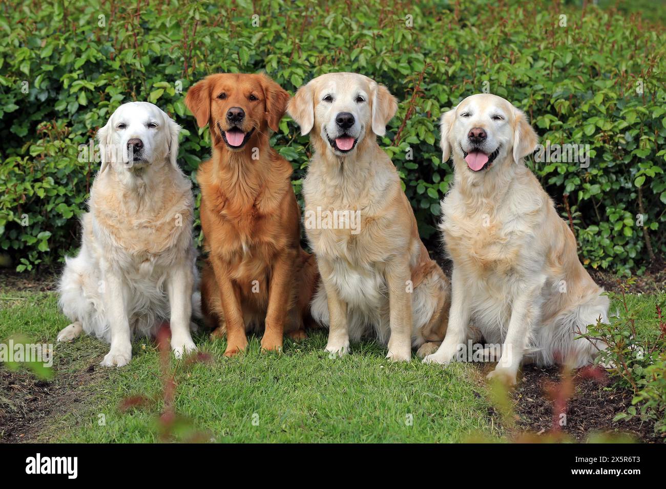 Labrador Retriever, group picture Stock Photo - Alamy