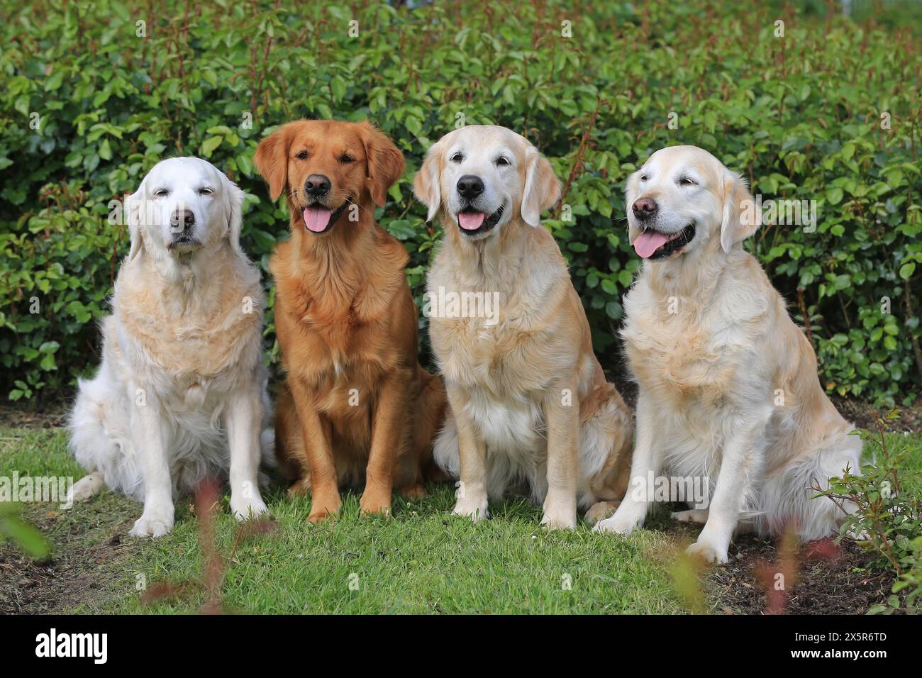 Labrador Retriever, group picture Stock Photo - Alamy