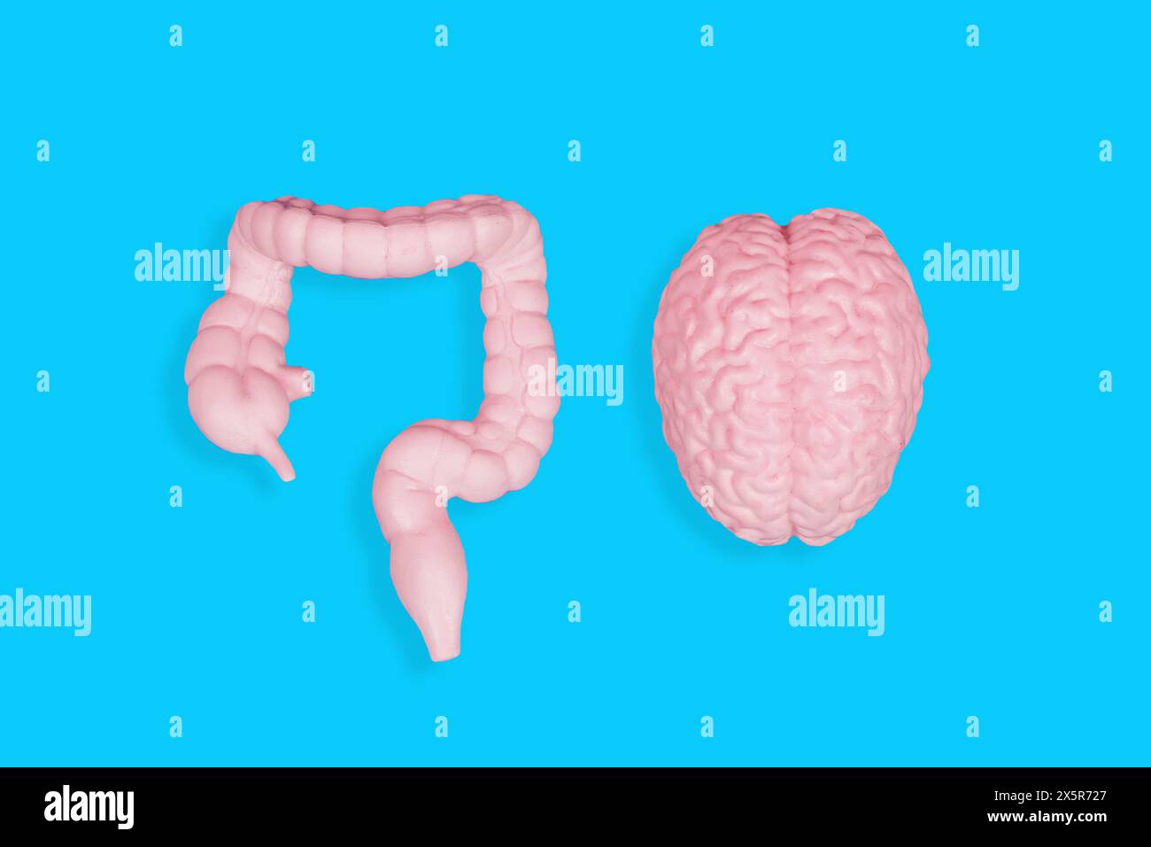 Top view of detailed brain and intestine models isolated on blue ...